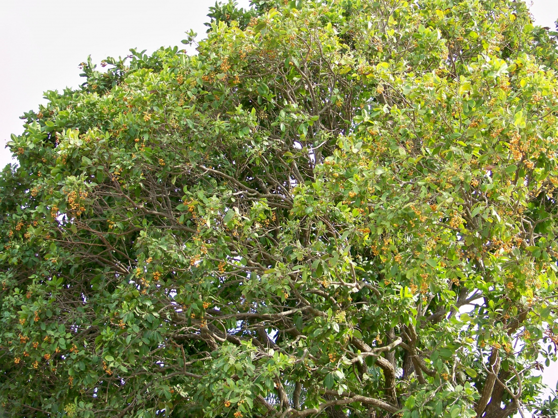 Red de Viveros de Biodiversidad