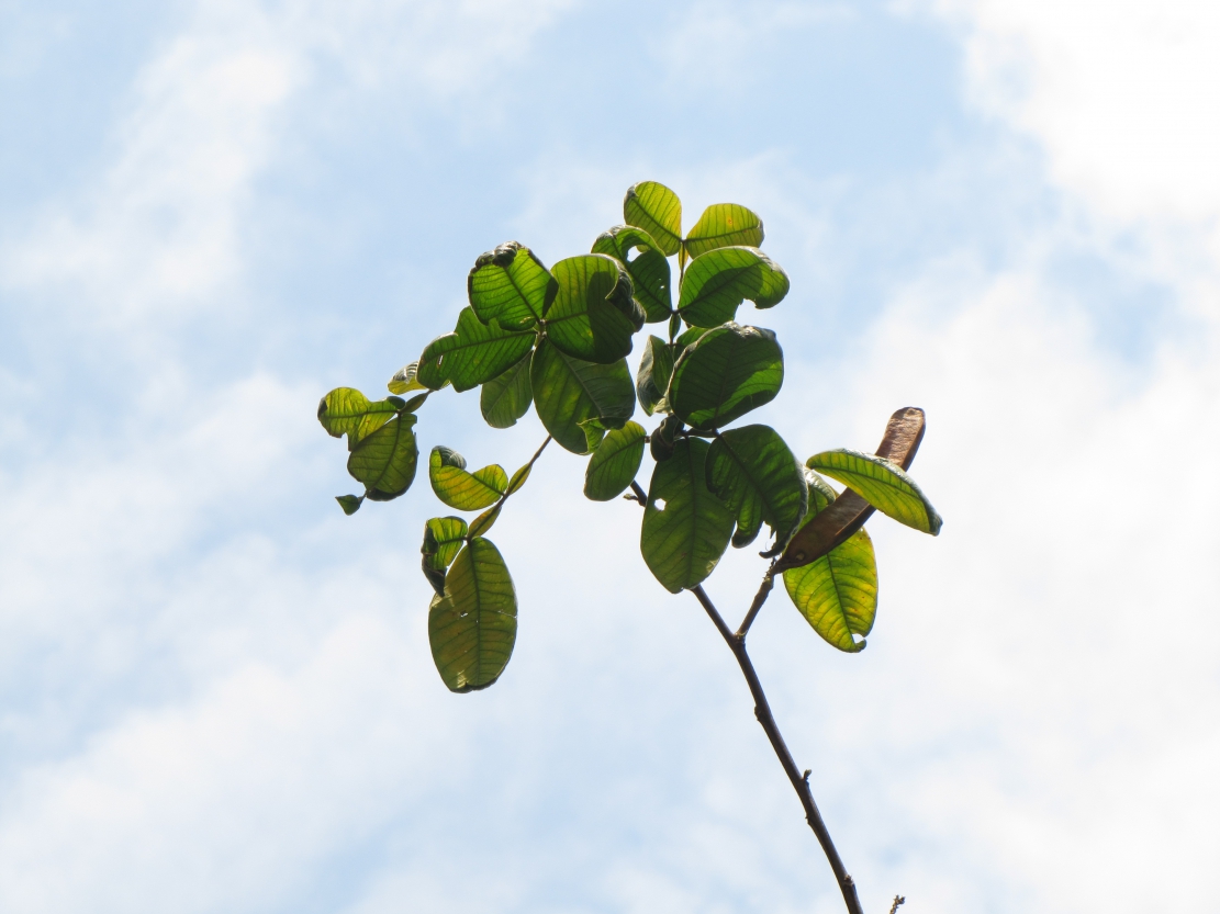 Red de Viveros de Biodiversidad