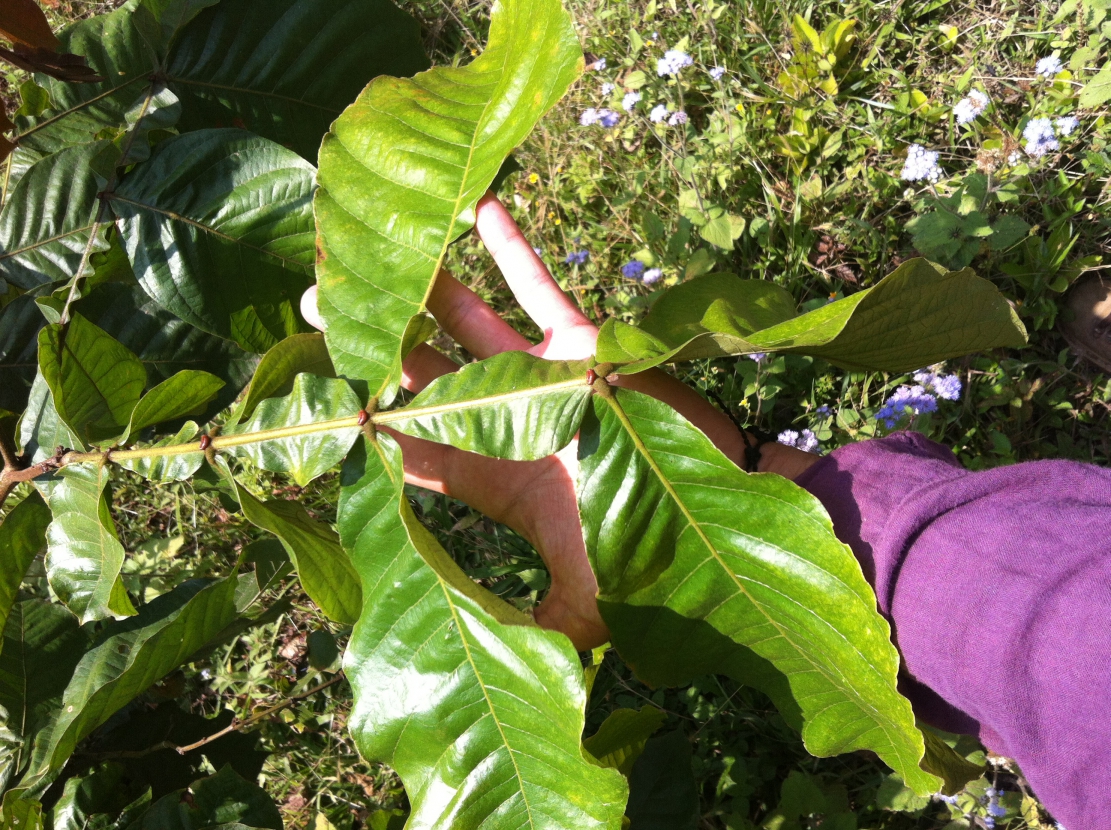 Red de Viveros de Biodiversidad