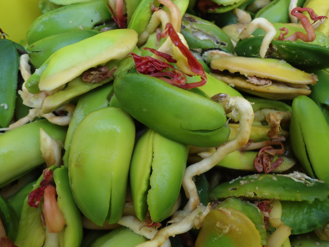 Red de Viveros de Biodiversidad