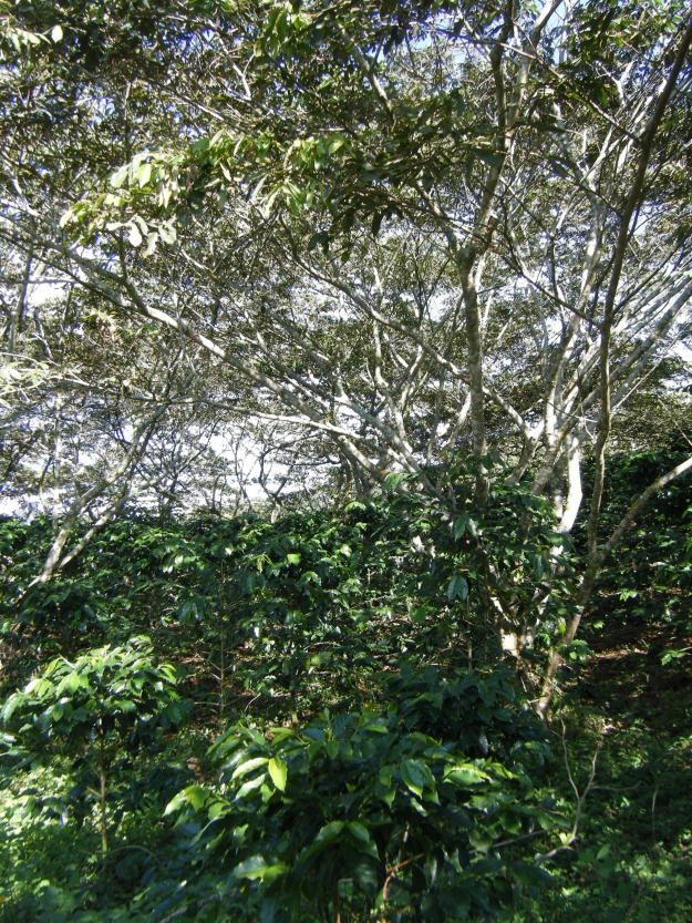 Red de Viveros de Biodiversidad