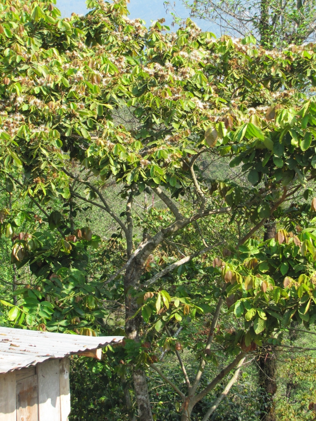 Red de Viveros de Biodiversidad