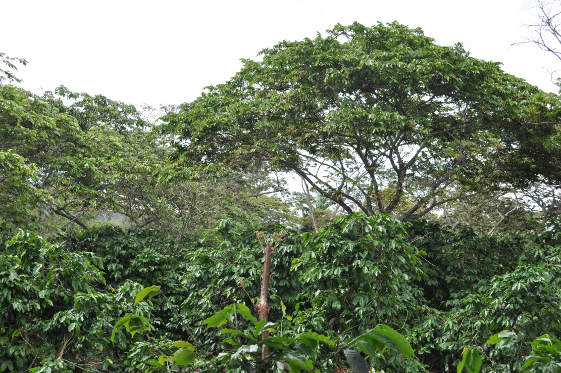 Red de Viveros de Biodiversidad