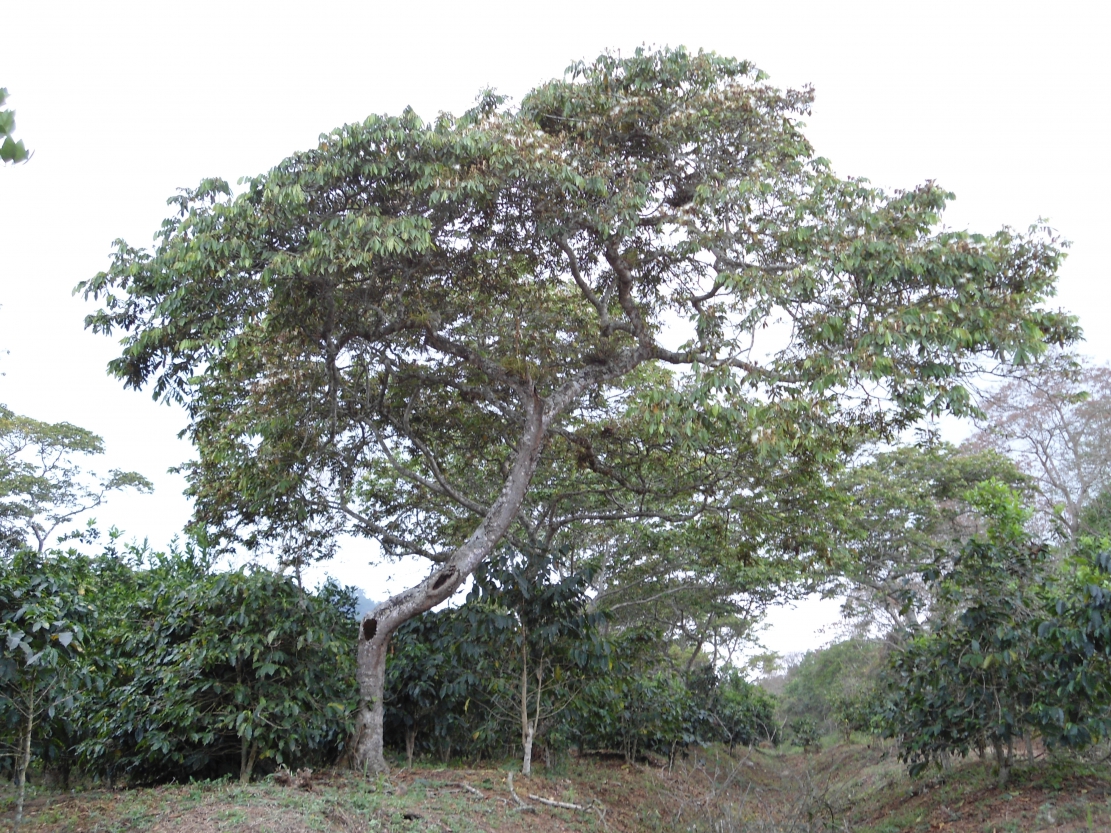 Red de Viveros de Biodiversidad