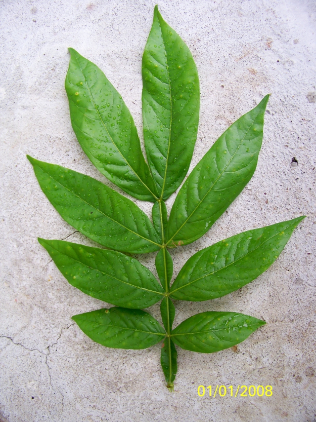 Red de Viveros de Biodiversidad