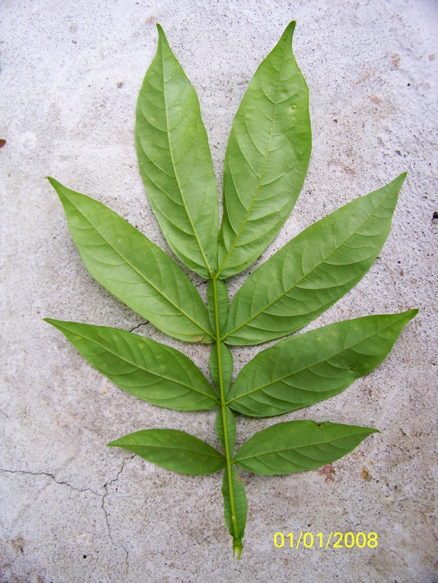 Red de Viveros de Biodiversidad