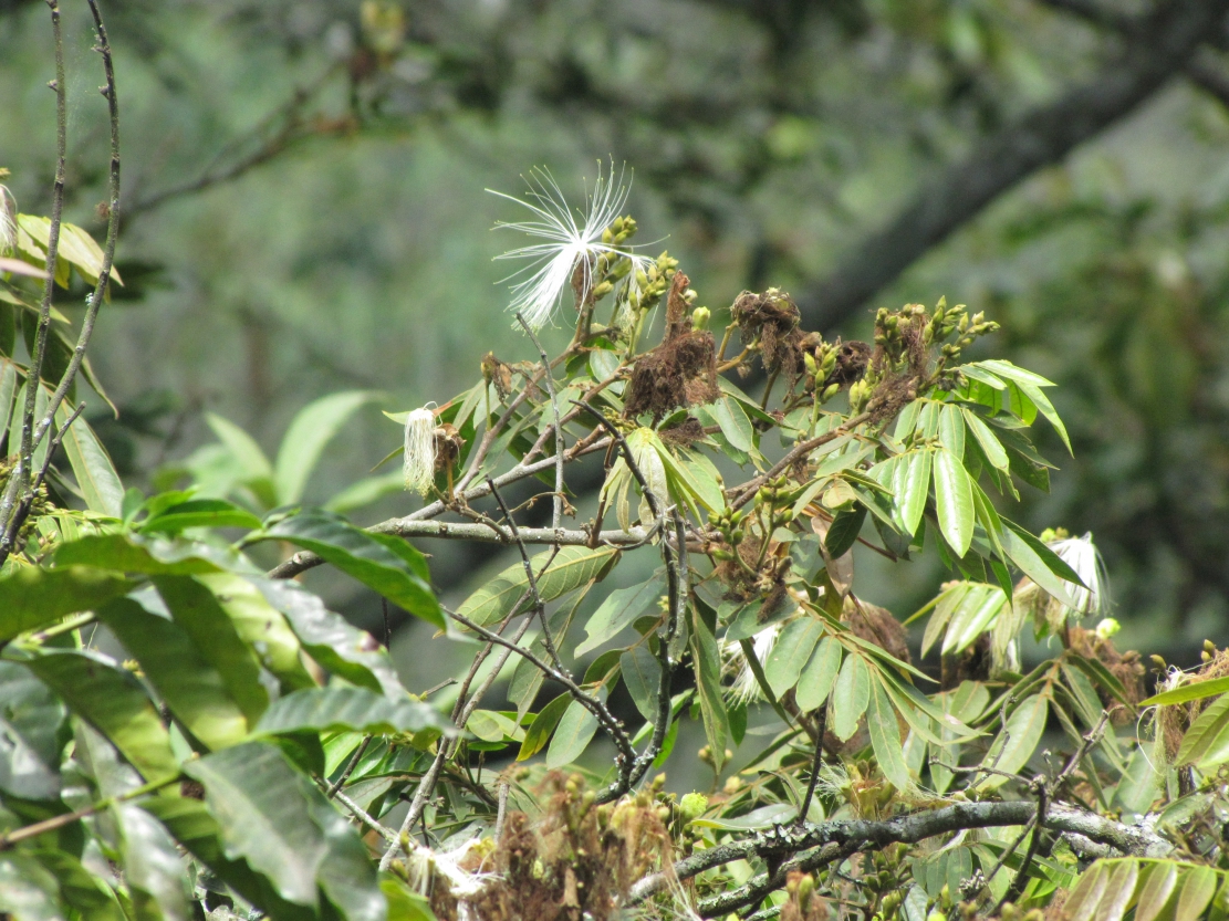 Red de Viveros de Biodiversidad