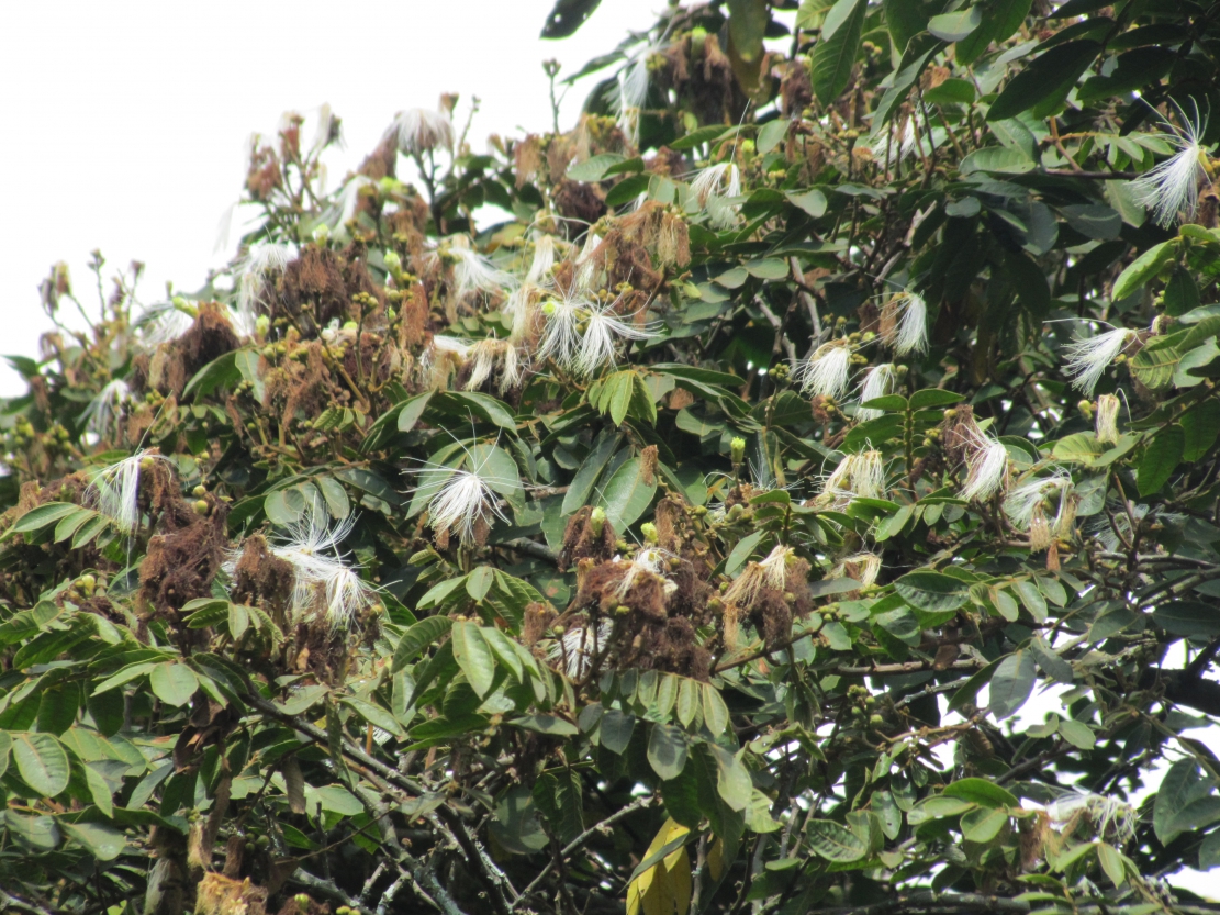 Red de Viveros de Biodiversidad