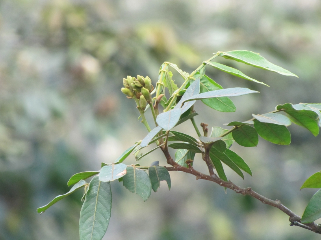 Red de Viveros de Biodiversidad