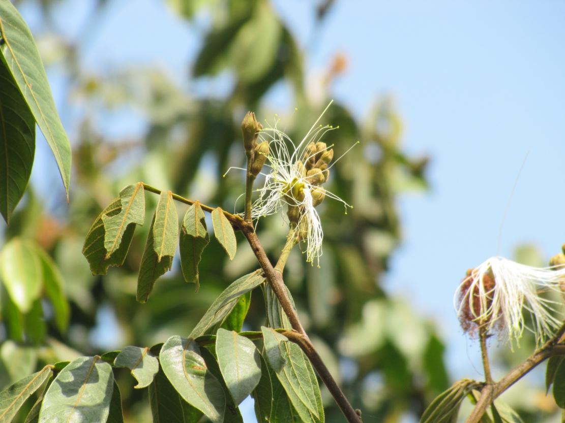 Red de Viveros de Biodiversidad
