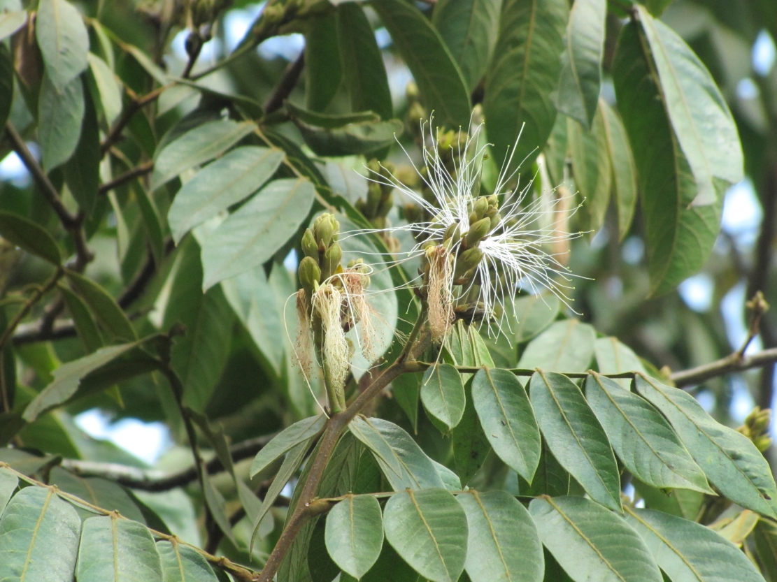 Red de Viveros de Biodiversidad