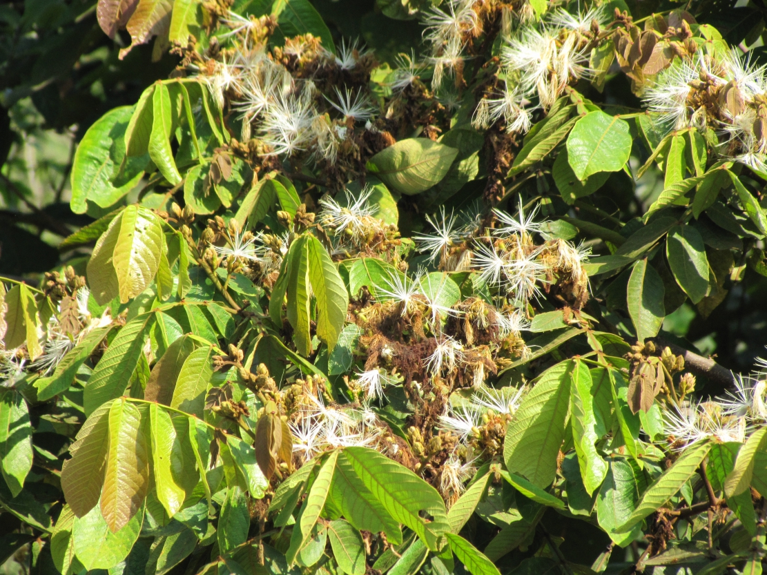 Red de Viveros de Biodiversidad