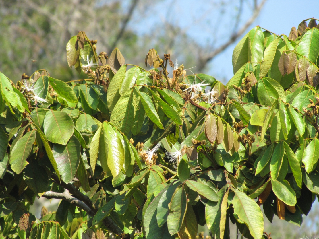 Red de Viveros de Biodiversidad