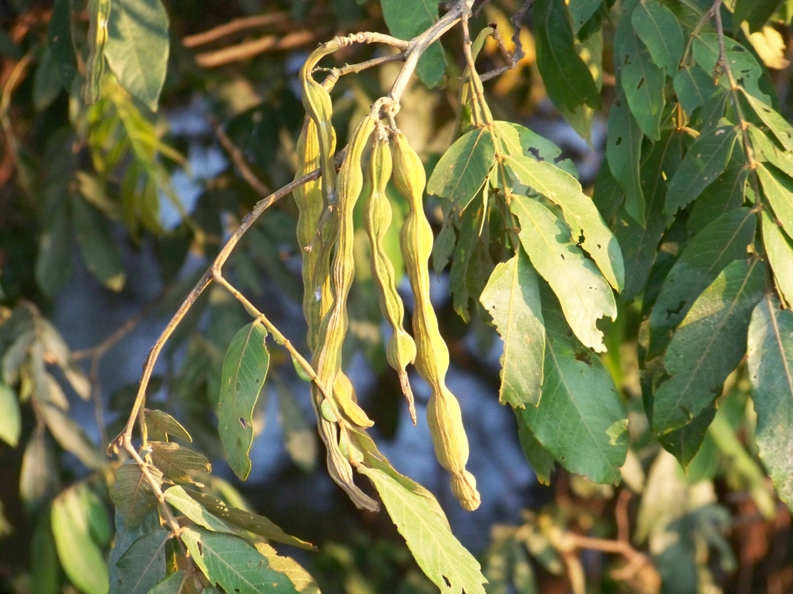 Red de Viveros de Biodiversidad