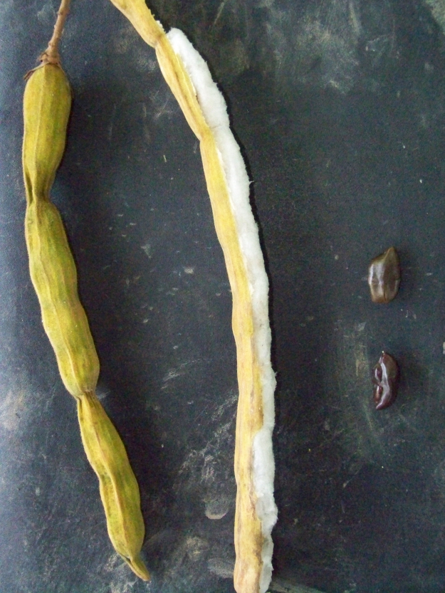 Red de Viveros de Biodiversidad