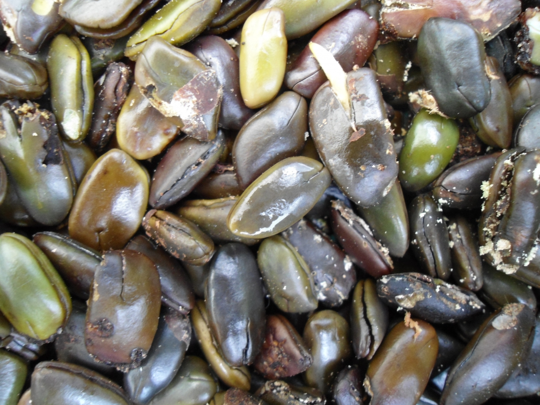 Red de Viveros de Biodiversidad