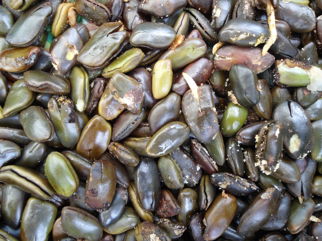 Red de Viveros de Biodiversidad