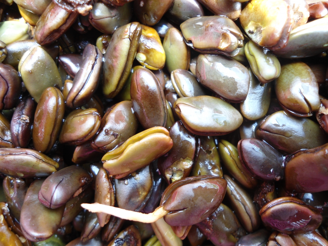 Red de Viveros de Biodiversidad