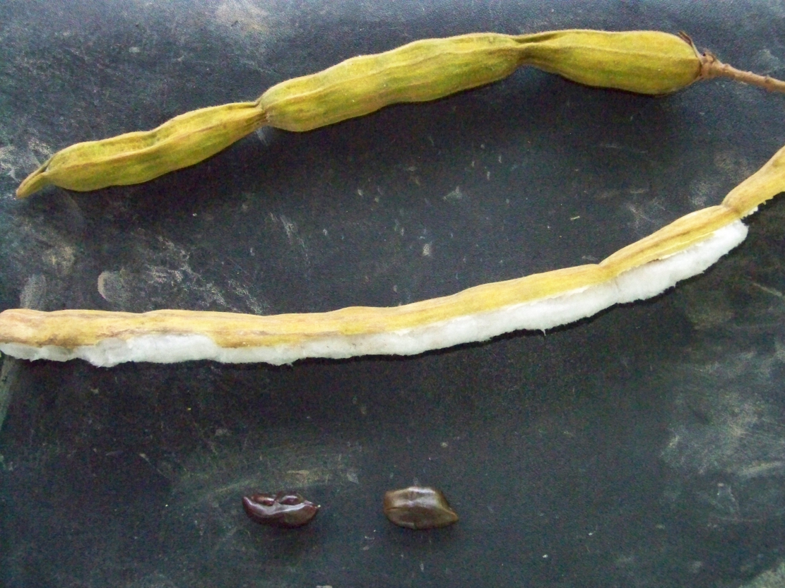 Red de Viveros de Biodiversidad