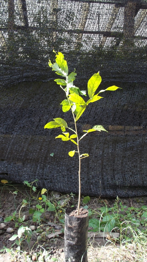 Red de Viveros de Biodiversidad