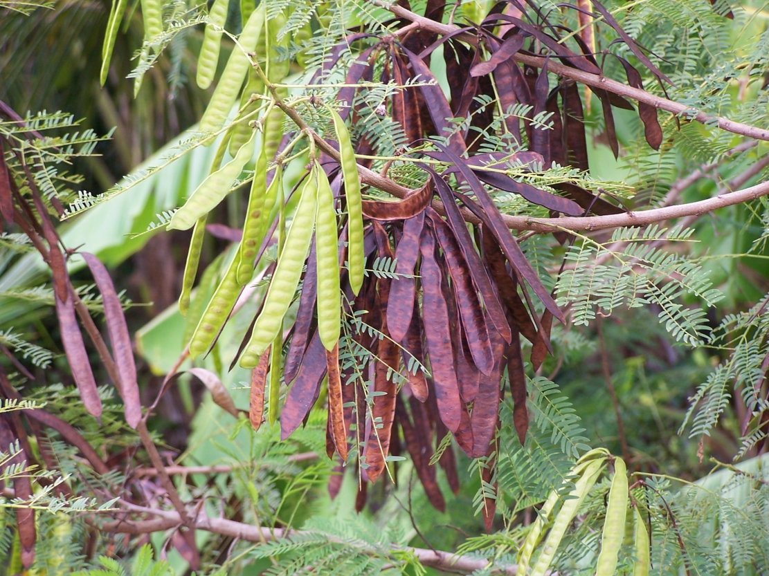 Red de Viveros de Biodiversidad