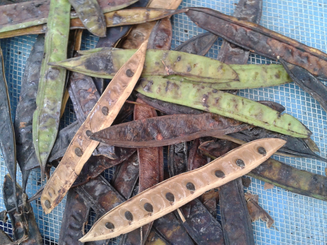 Red de Viveros de Biodiversidad