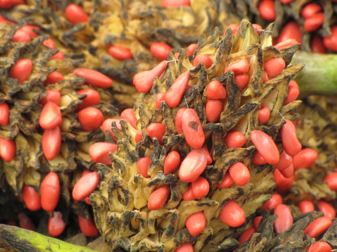 Red De Viveros De Biodiversidad
