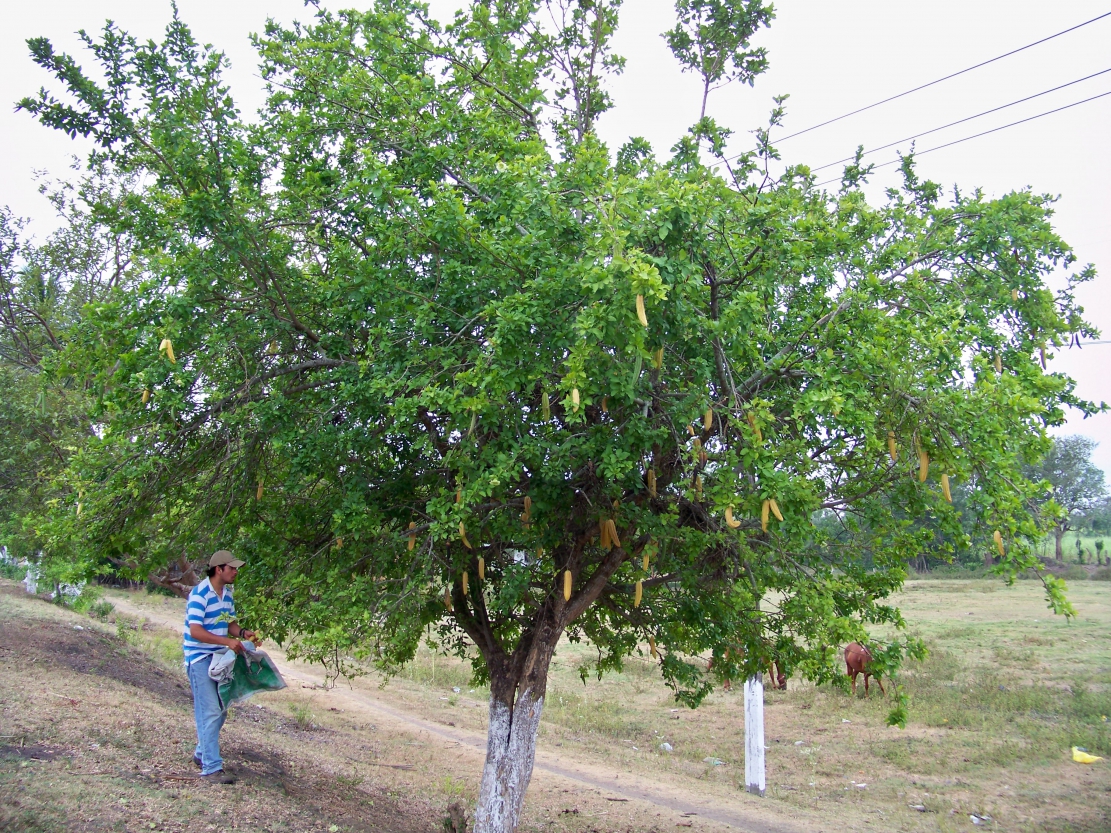 Red de Viveros de Biodiversidad