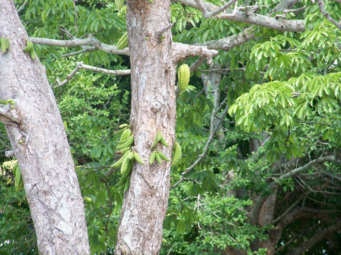 Red de Viveros de Biodiversidad