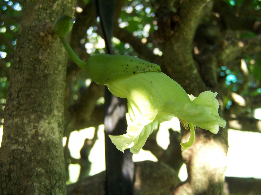 Red de Viveros de Biodiversidad