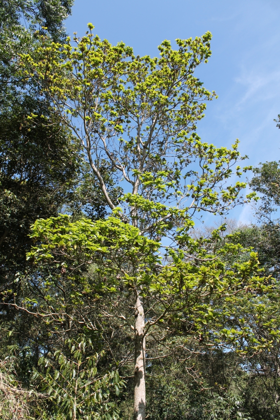 Red de Viveros de Biodiversidad