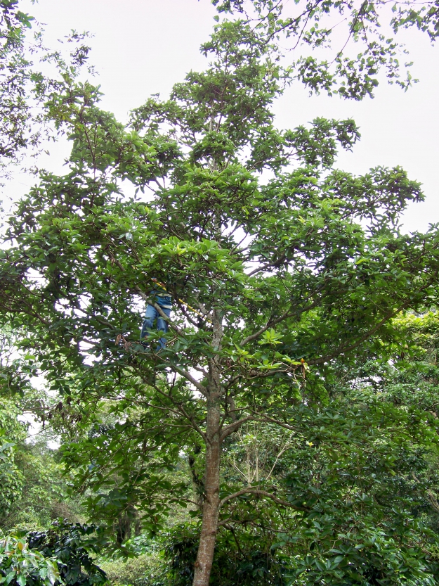 Red de Viveros de Biodiversidad