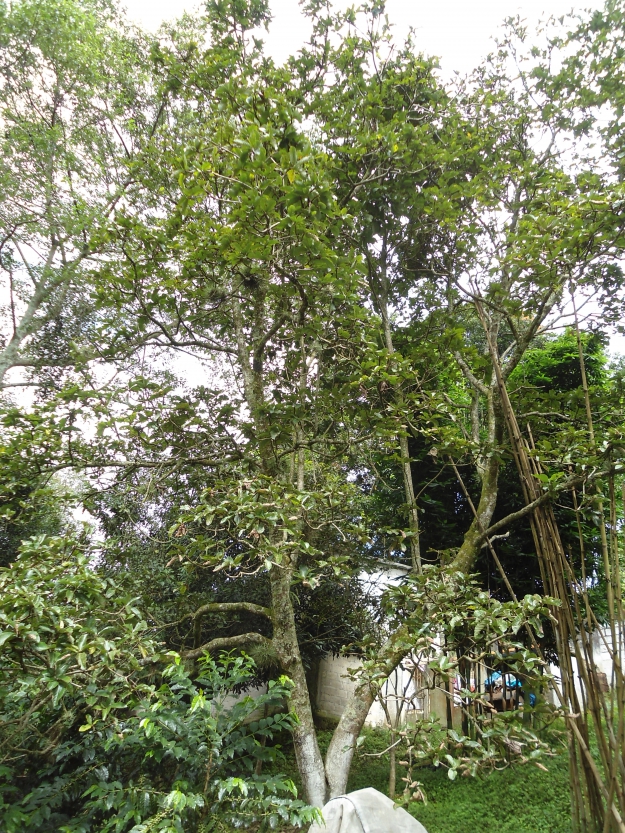 Red de Viveros de Biodiversidad