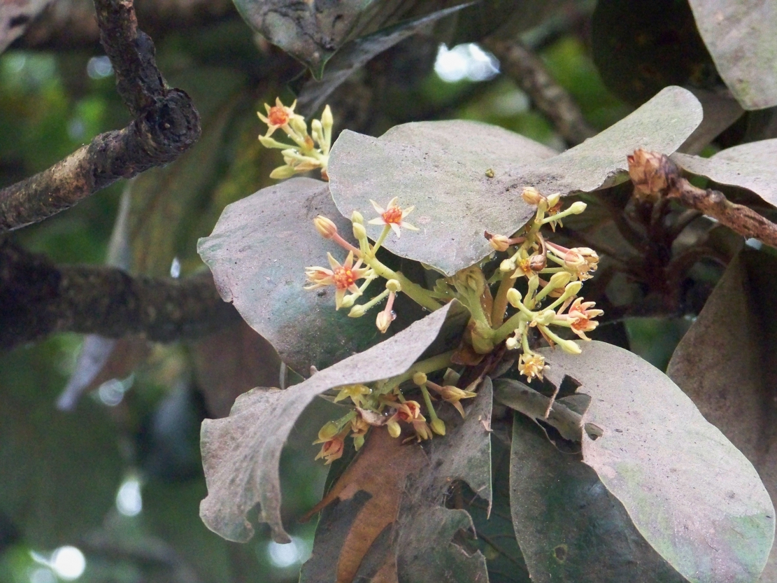 Red de Viveros de Biodiversidad