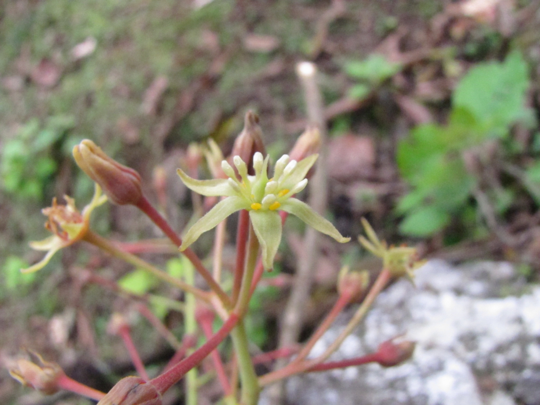 Red de Viveros de Biodiversidad
