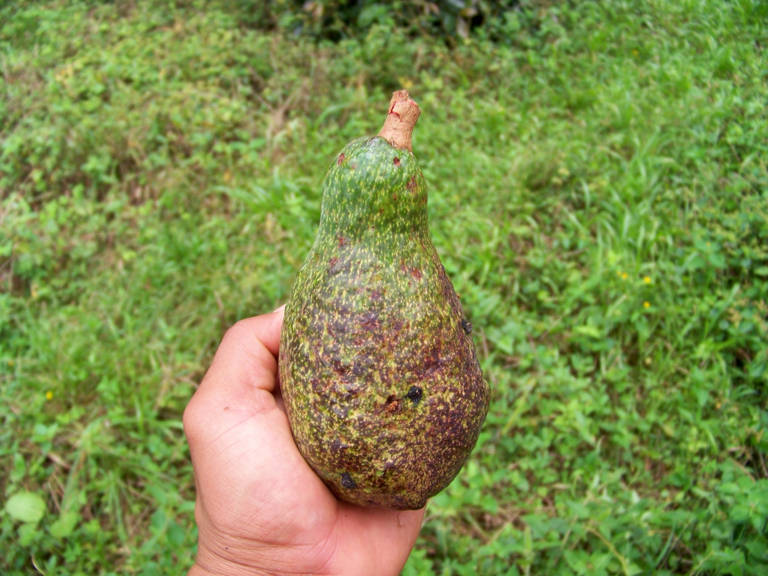 Red de Viveros de Biodiversidad