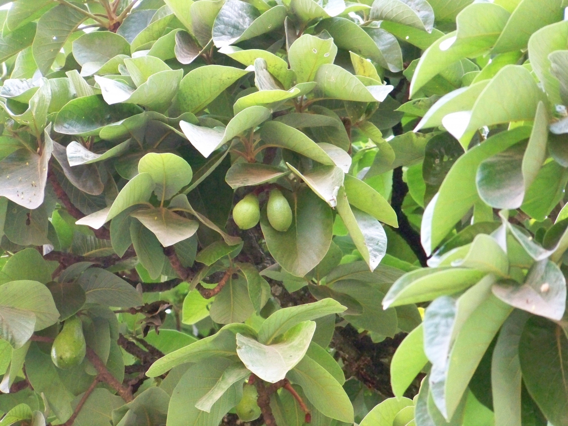 Red de Viveros de Biodiversidad