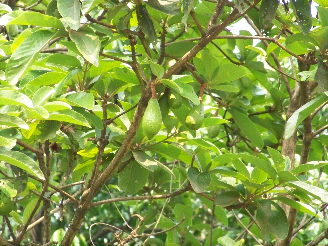 Red de Viveros de Biodiversidad