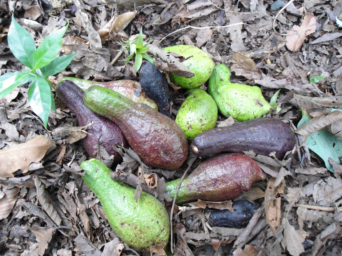 Red de Viveros de Biodiversidad